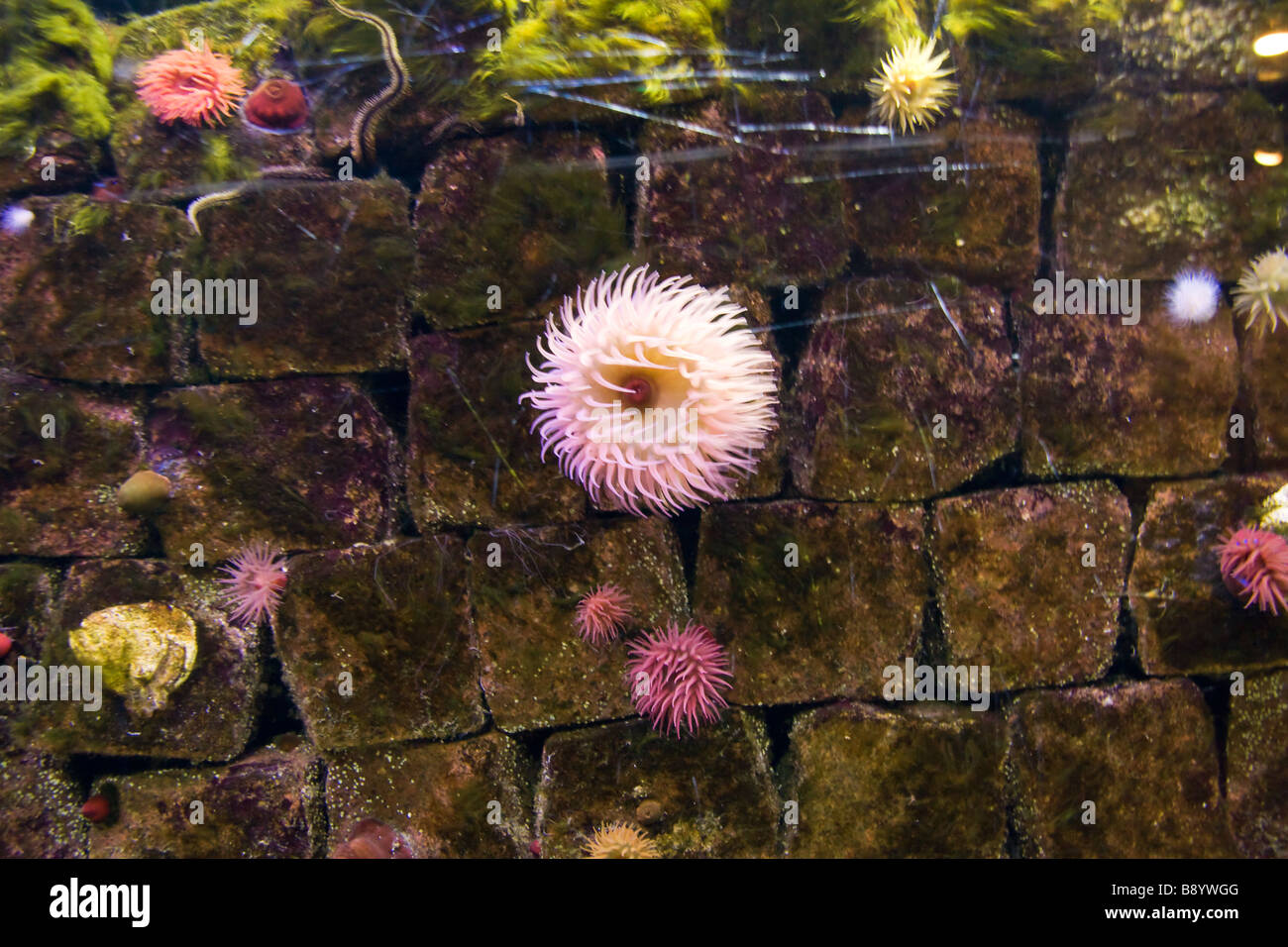Pink sea slug hi-res stock photography and images - Alamy