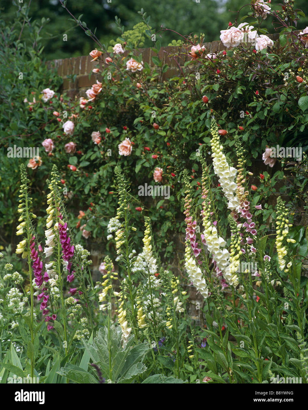 Foxgloves and Roses flowering in garden Stock Photo - Alamy