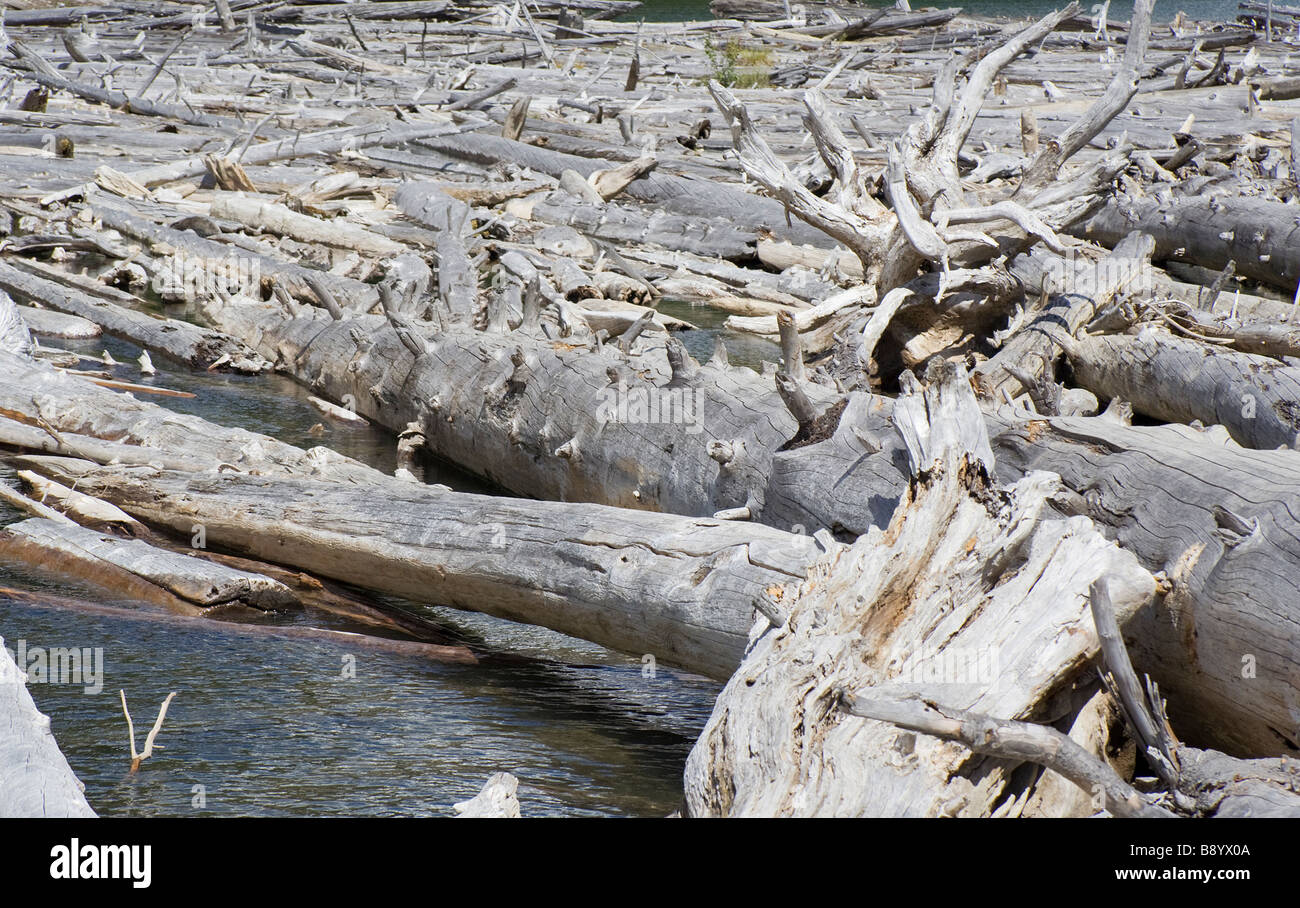 Dead forest trees deadwood deforestation hi-res stock photography and ...
