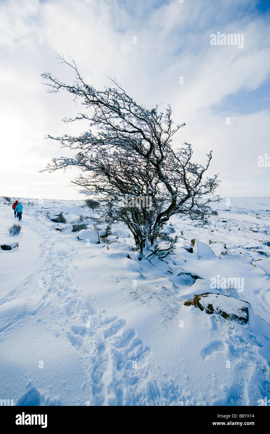 Windswept snow covered tree on Bodmin Moor Stock Photo - Alamy