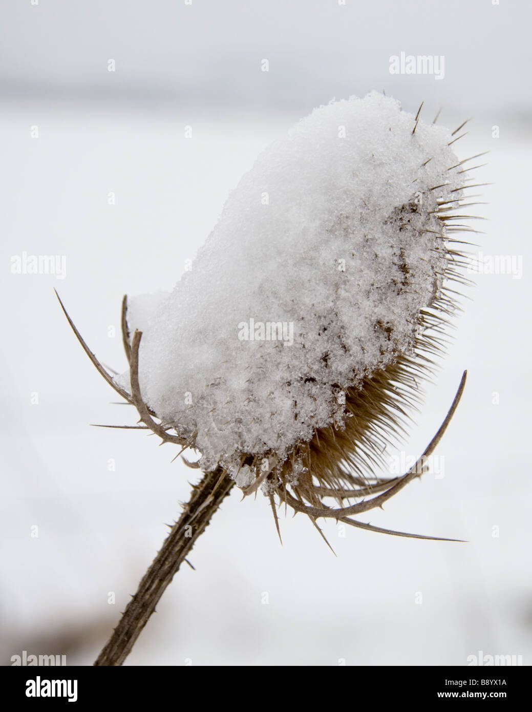 Teazle hi-res stock photography and images - Alamy