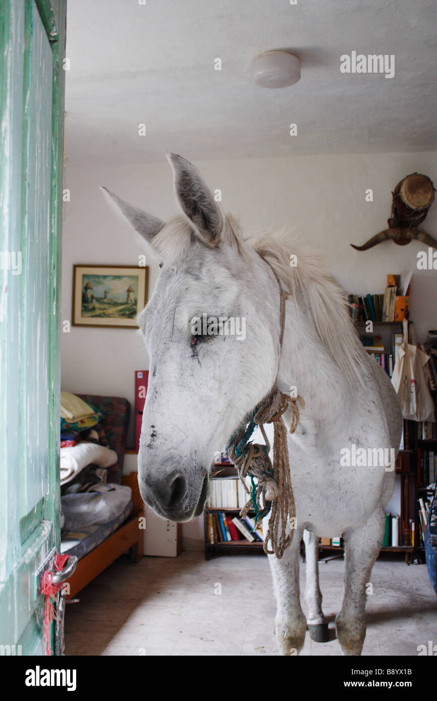 Burro (mule) inside house in Spain Stock Photo - Alamy
