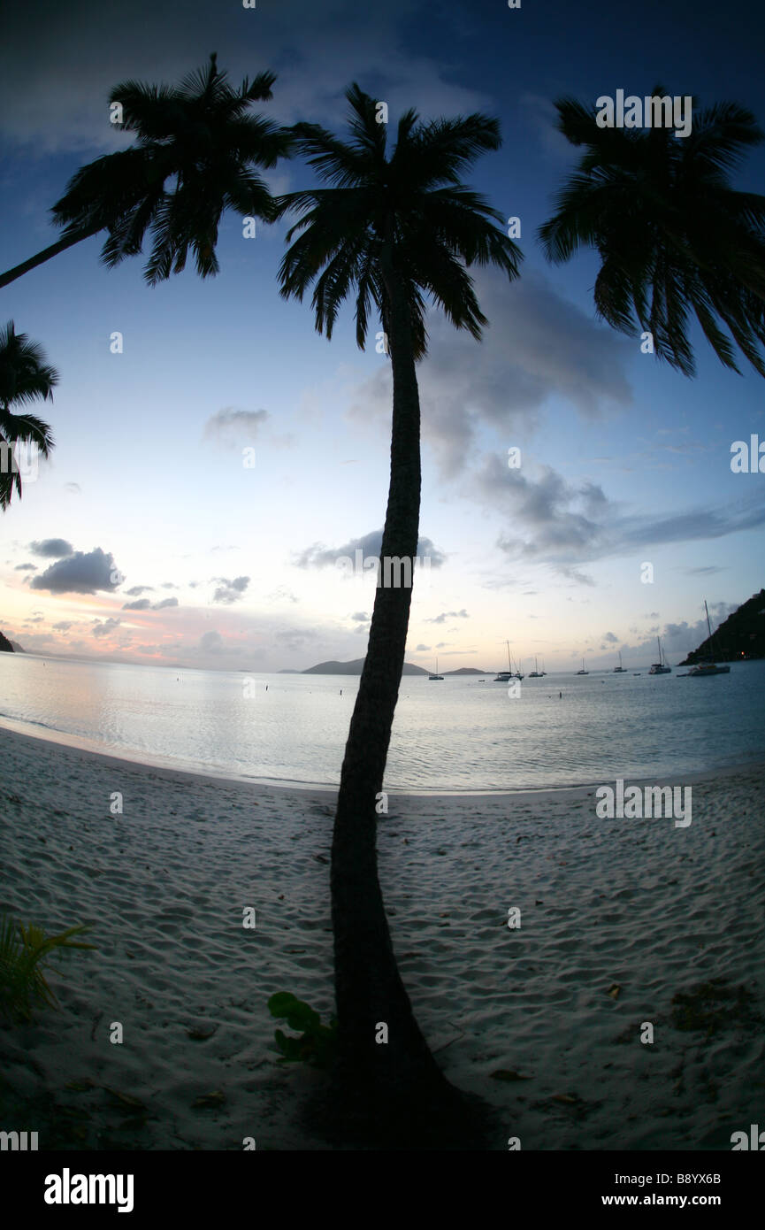 Coconut_trees hi-res stock photography and images - Alamy