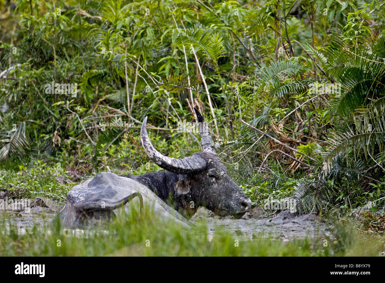 Wild Buffalo in Kaziranga national park in the northeast Indian state ...