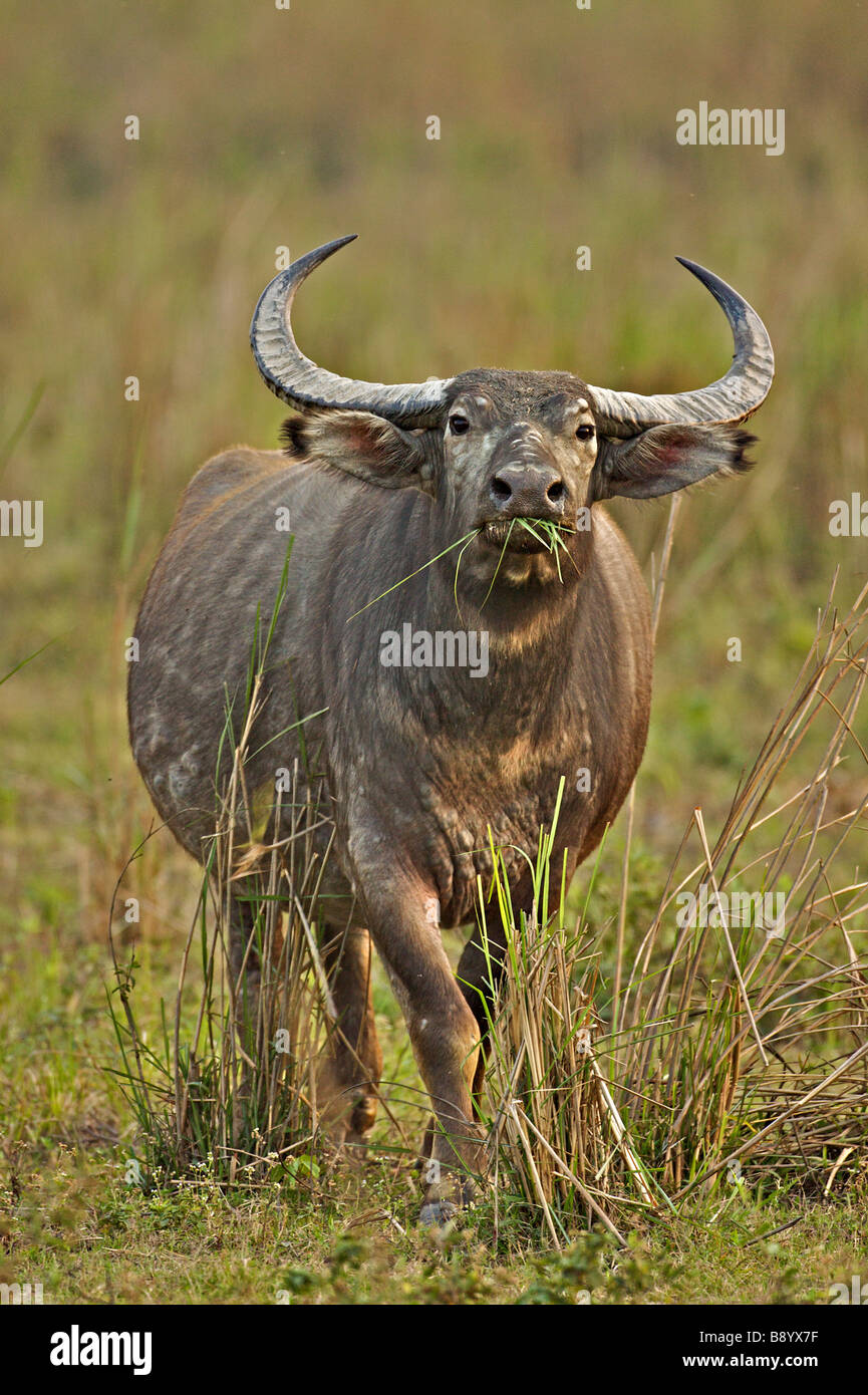Wild Buffalo in Assam Stock Photo - Alamy