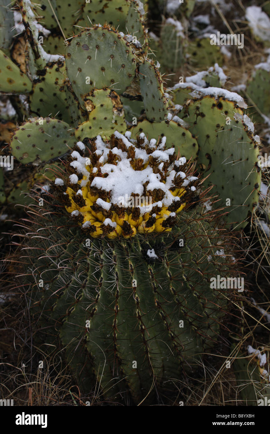 Fishhook barrel cactus hi-res stock photography and images - Alamy