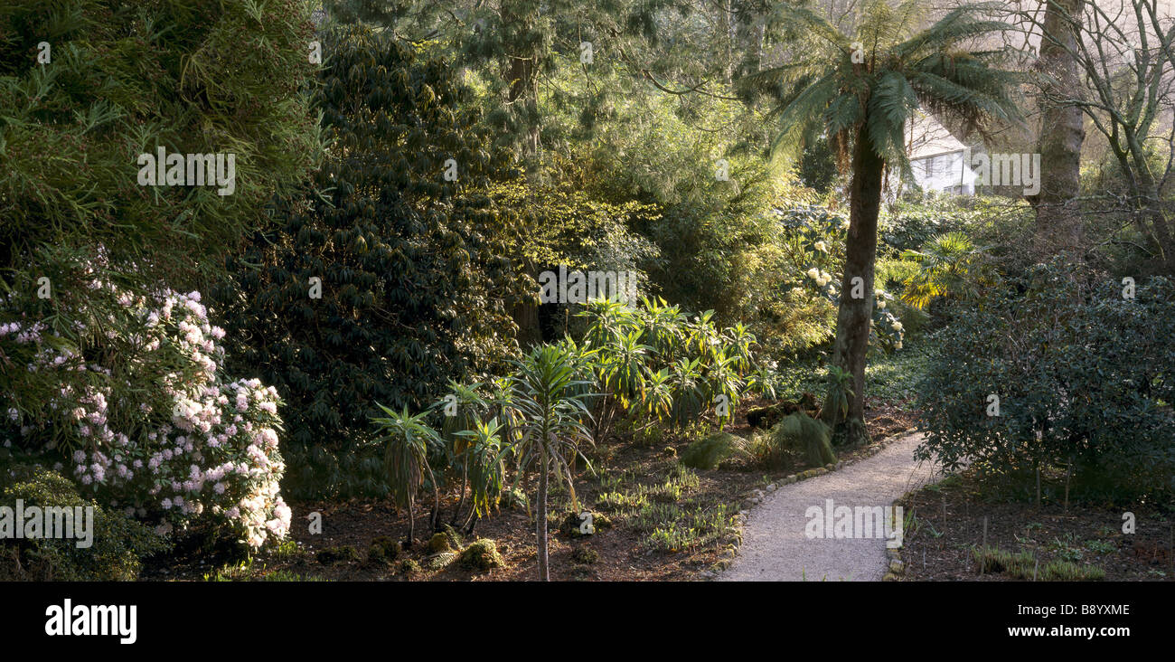 View of the Dell area with tree fern and rhododendrons at Trelissick ...