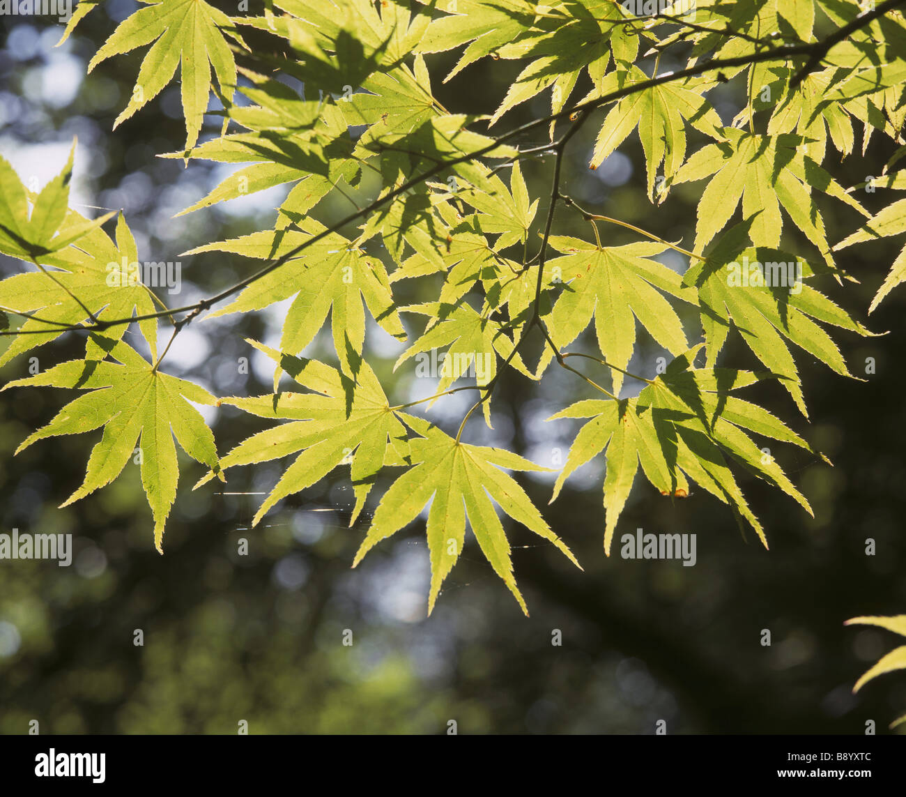 The sun shining through Maple leaves in the Japanese Garden at Tatton Park (c) NTPL/Andy Tryner ...