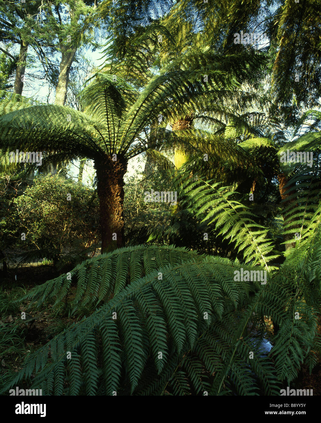 Giant tree ferns Dicksonia australis in fern garden Stock Photo - Alamy