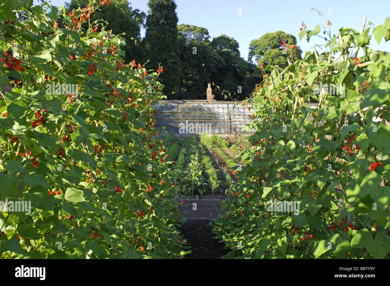 Rows of runner beans on wigwams in the Kitchen Garden at Tyntesfield ...