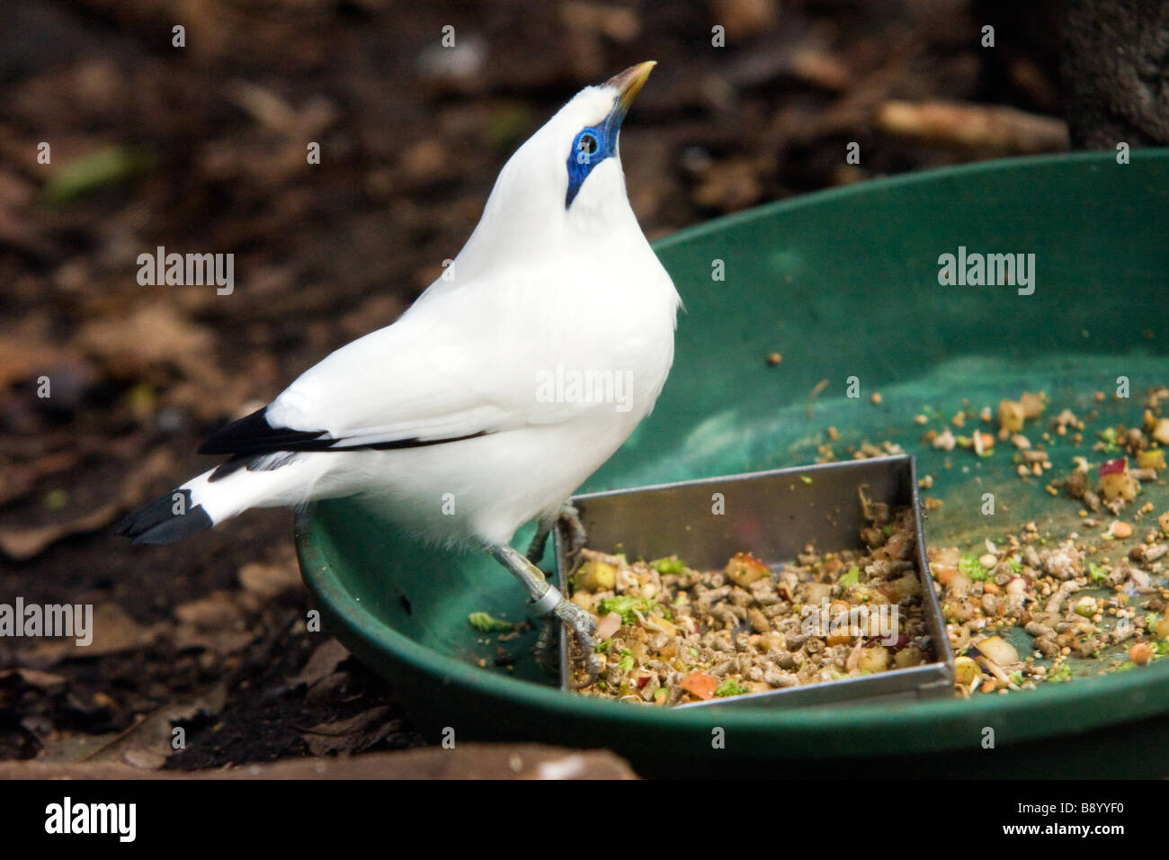Rare Bali Starling Stock Photo - Alamy