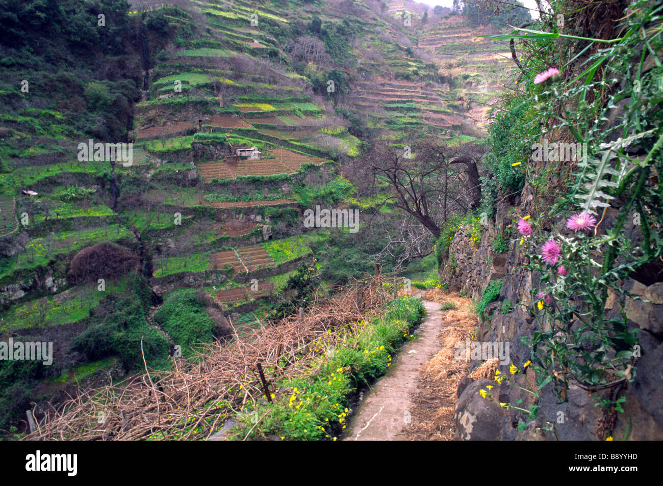 Terracing madeira hi-res stock photography and images - Alamy