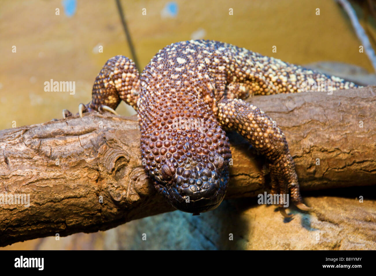 Gila monster hi-res stock photography and images - Alamy