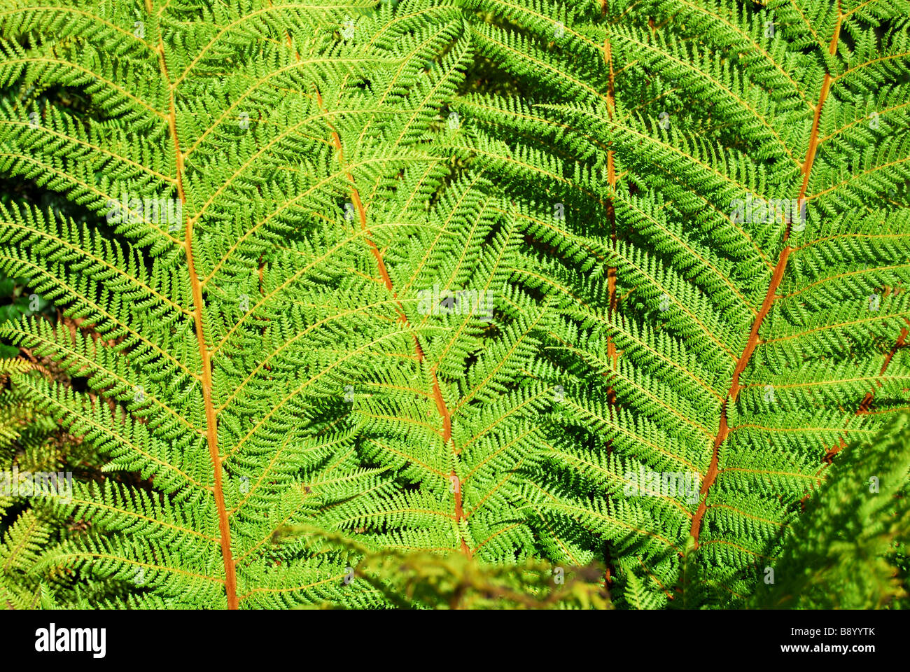Silver fern hi-res stock photography and images - Alamy