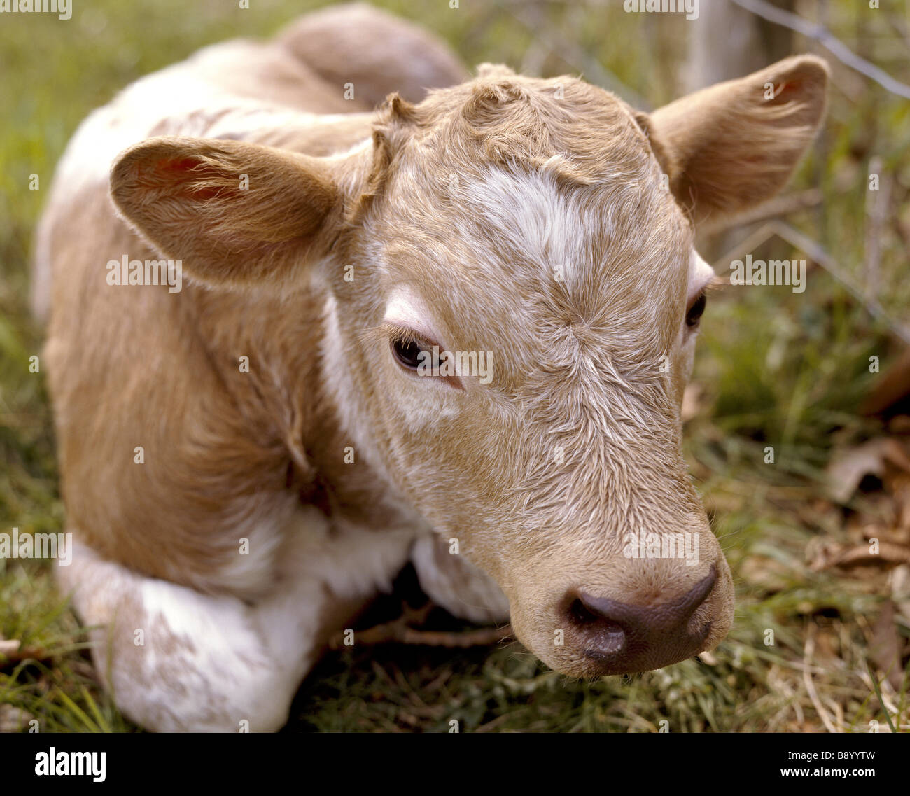 Young calf a cross breed of Longhorn and Charolais cows at Wimpole Home ...