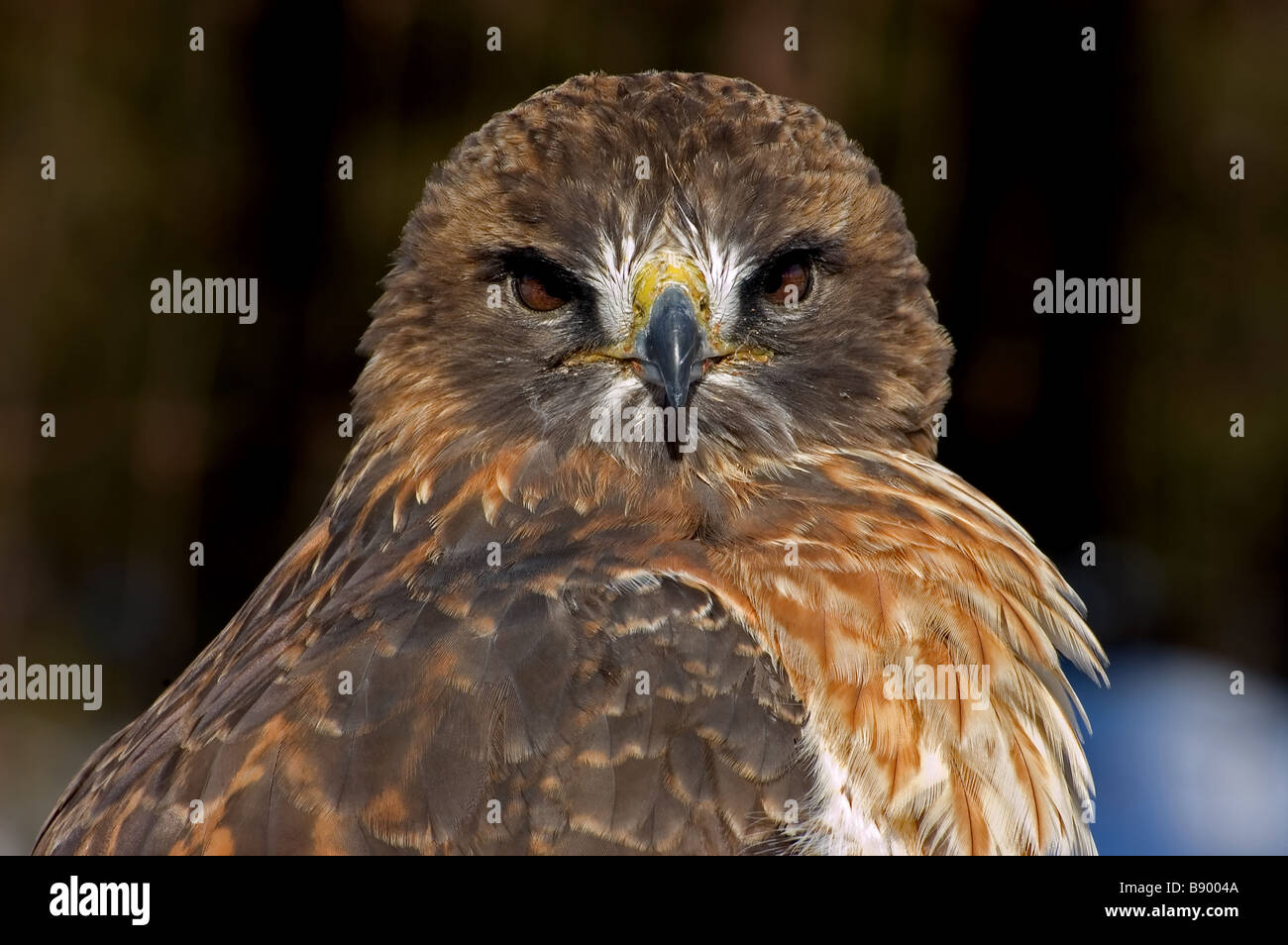 Red tailed hawk beak hi-res stock photography and images - Alamy