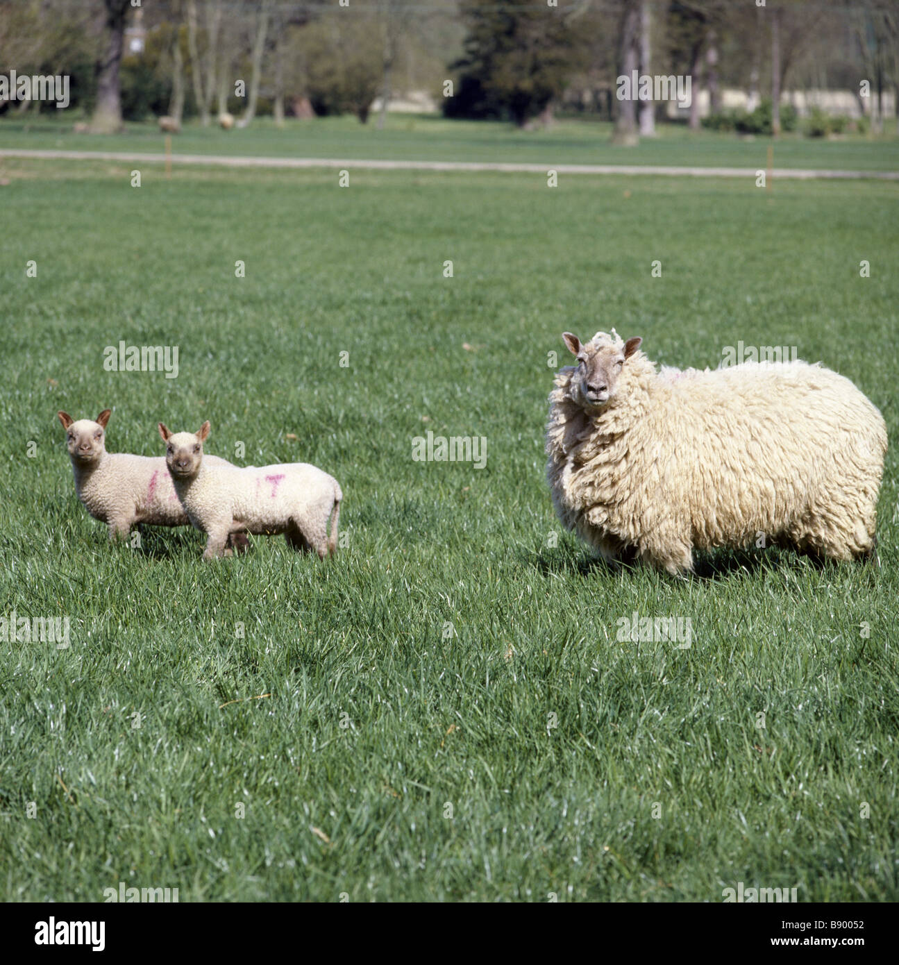 Wimpole home farm hi-res stock photography and images - Alamy