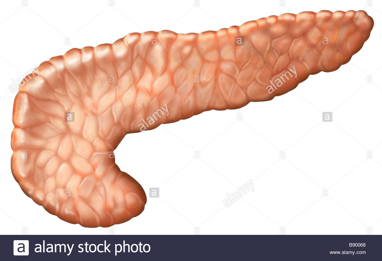 Pancreas Illustration Stock Photos & Pancreas Illustration Stock Images ...