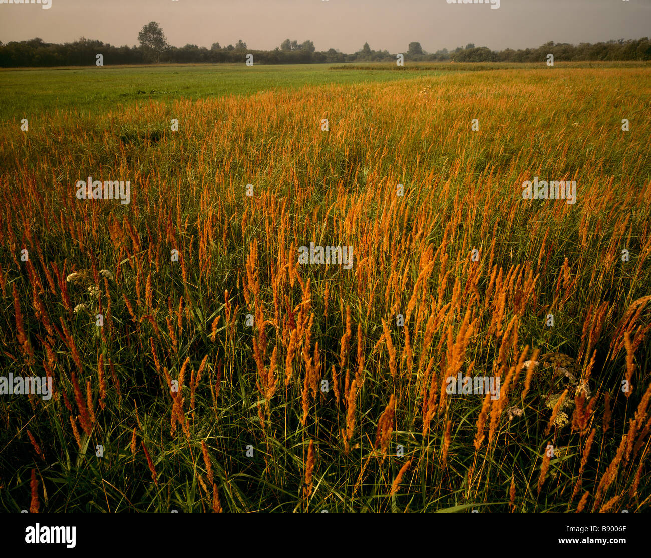 A view of a field of reeds at Wicken Fen, Cambridgeshire Stock Photo ...