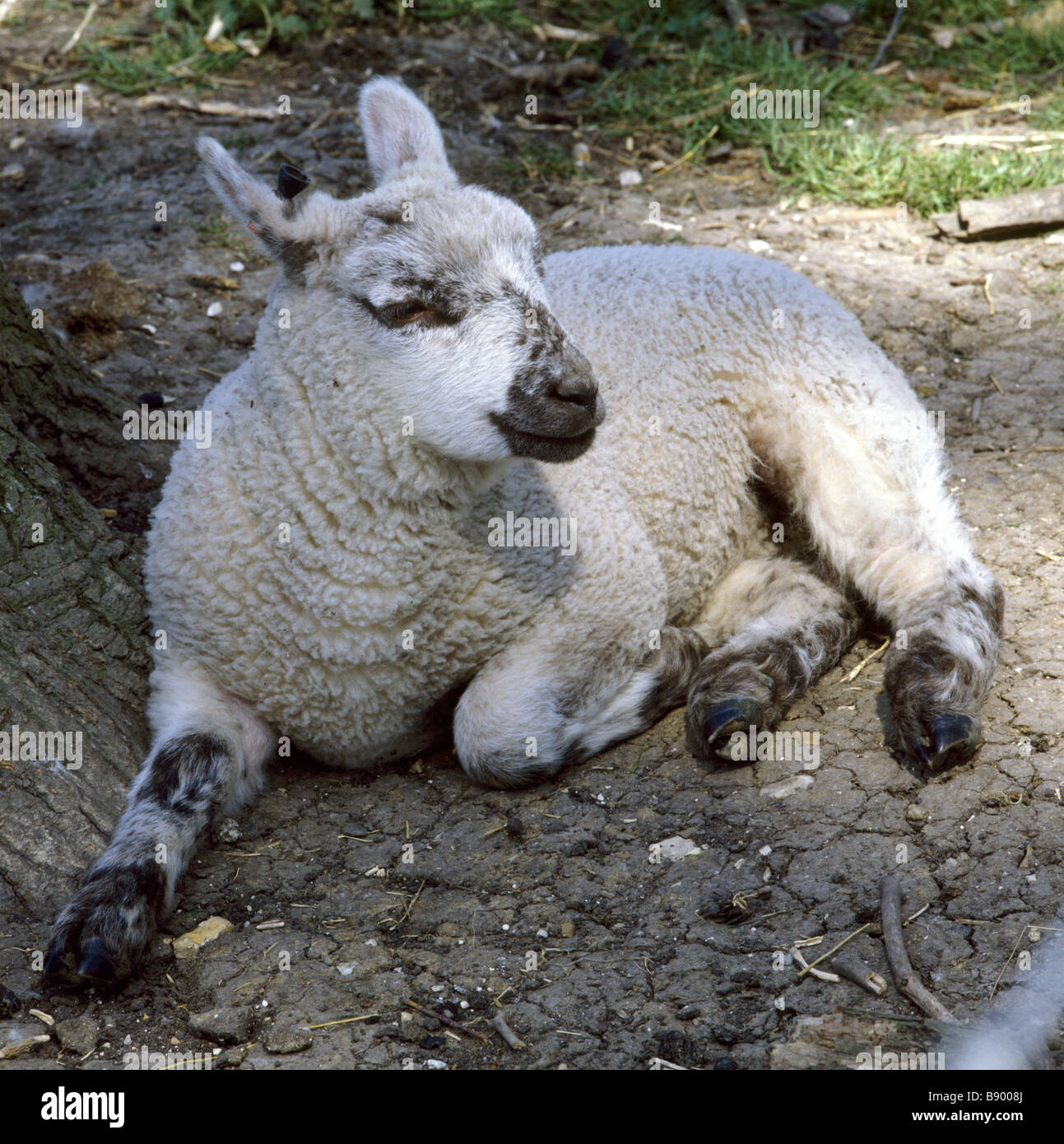 Sheep at wimpole hi-res stock photography and images - Alamy