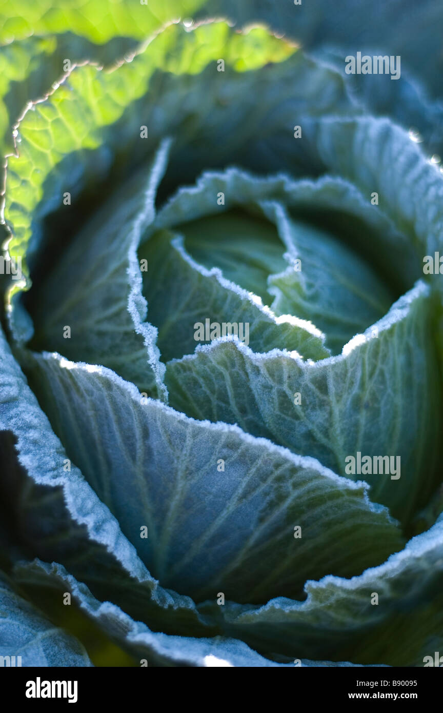 Frost edges hi-res stock photography and images - Alamy