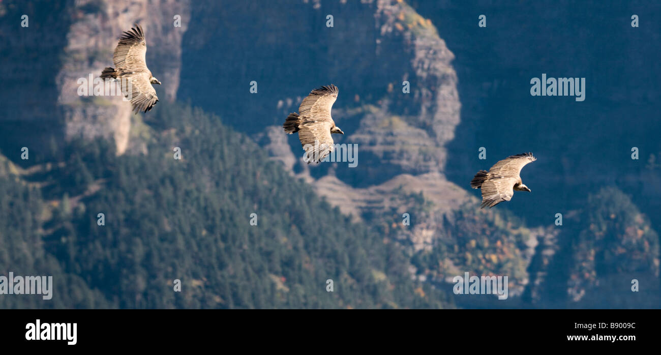 Bird flying sequence hi-res stock photography and images - Alamy