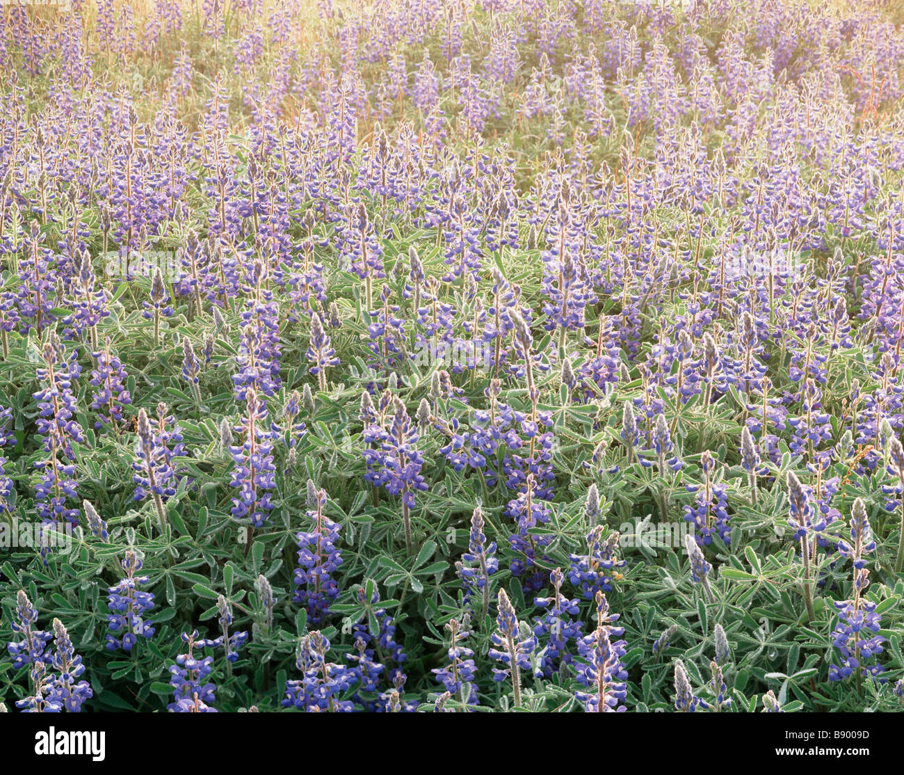 Texas Bluebonnets, Washington County, Texas Stock Photo - Alamy