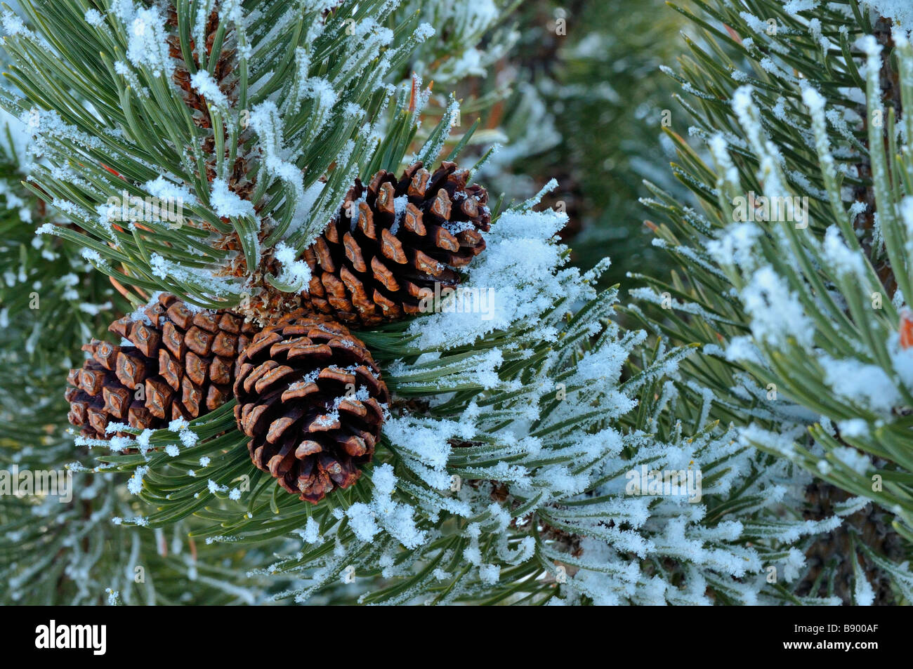 Vegetation cones hi-res stock photography and images - Alamy