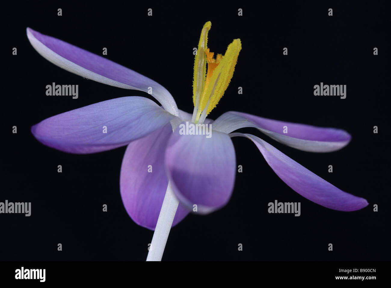 Lonely crocus flower in hi-res stock photography and images - Alamy