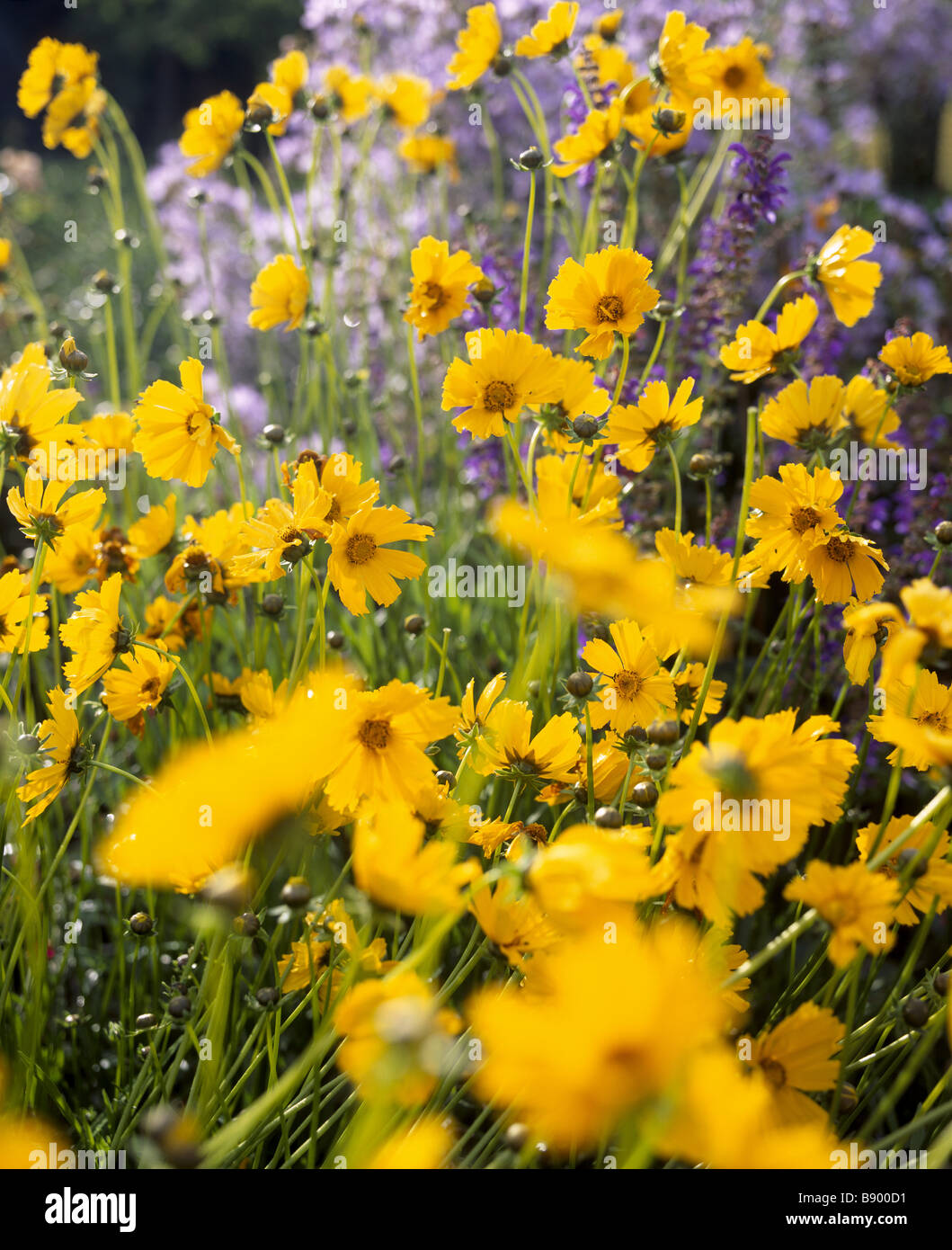 Wallington garden Northumberland in summer Stock Photo - Alamy