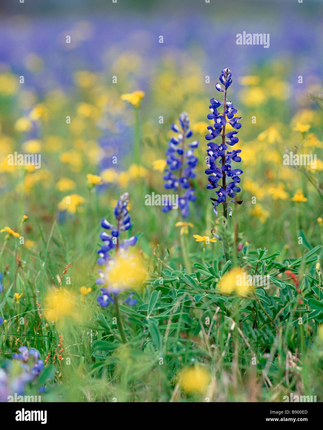 Texas Bluebonnets, Washington County, Texas Stock Photo - Alamy