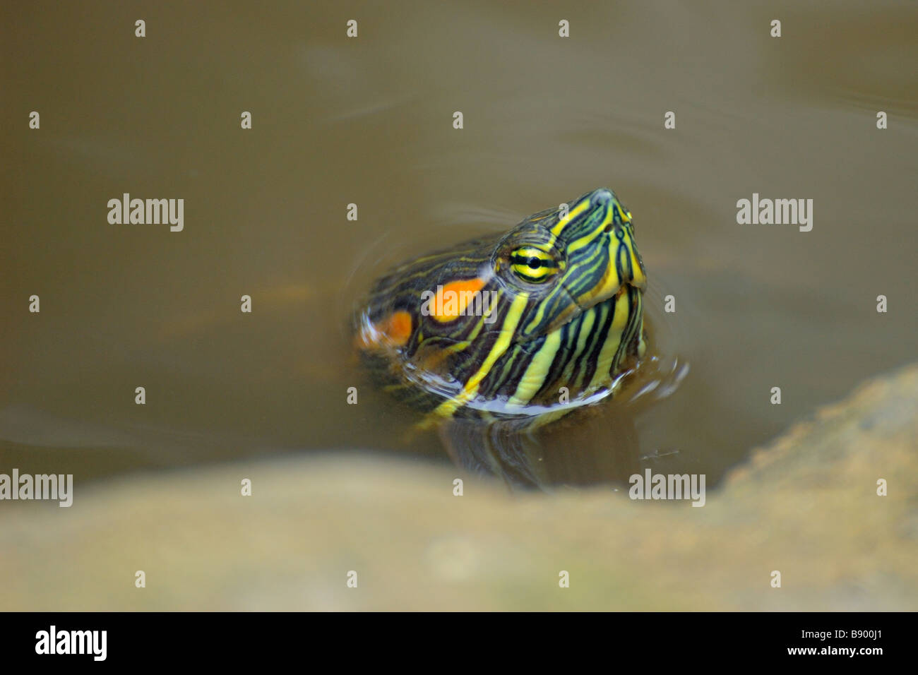 River turtle hi-res stock photography and images - Alamy