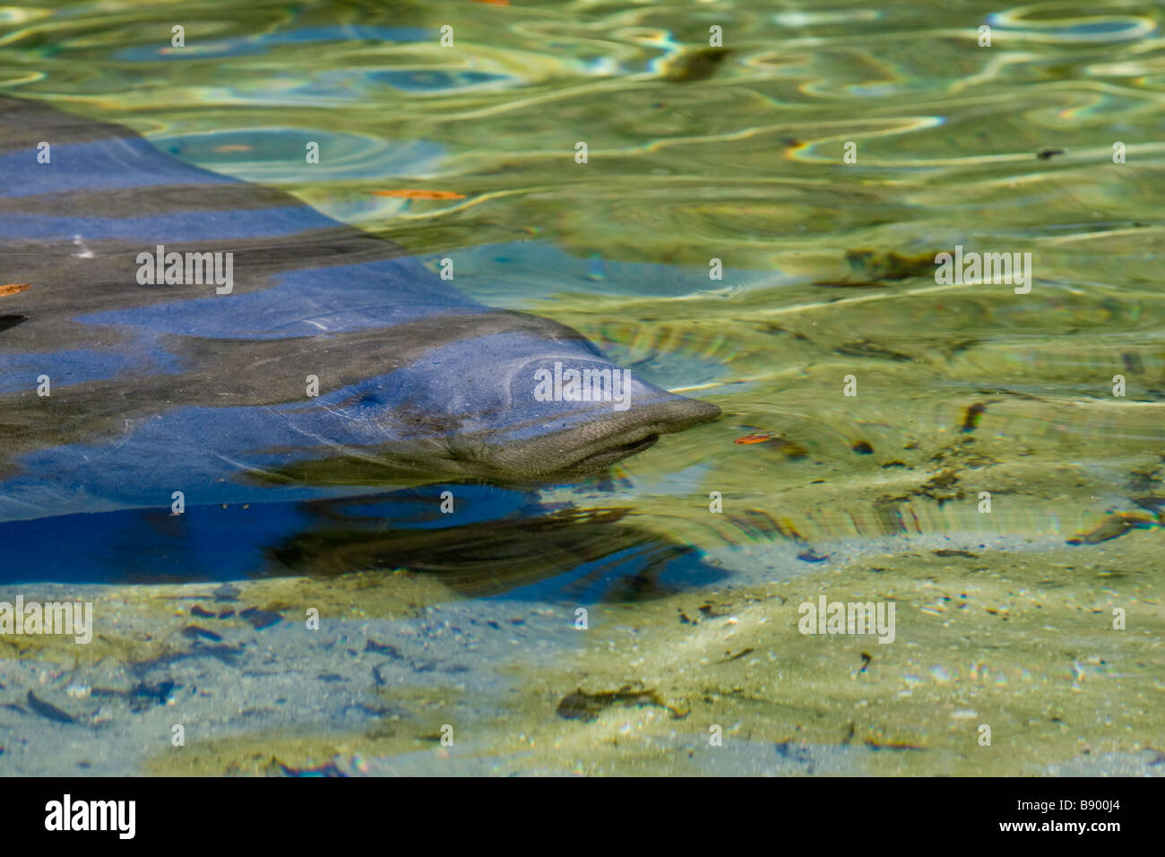 Gray blue manatee hi-res stock photography and images - Alamy