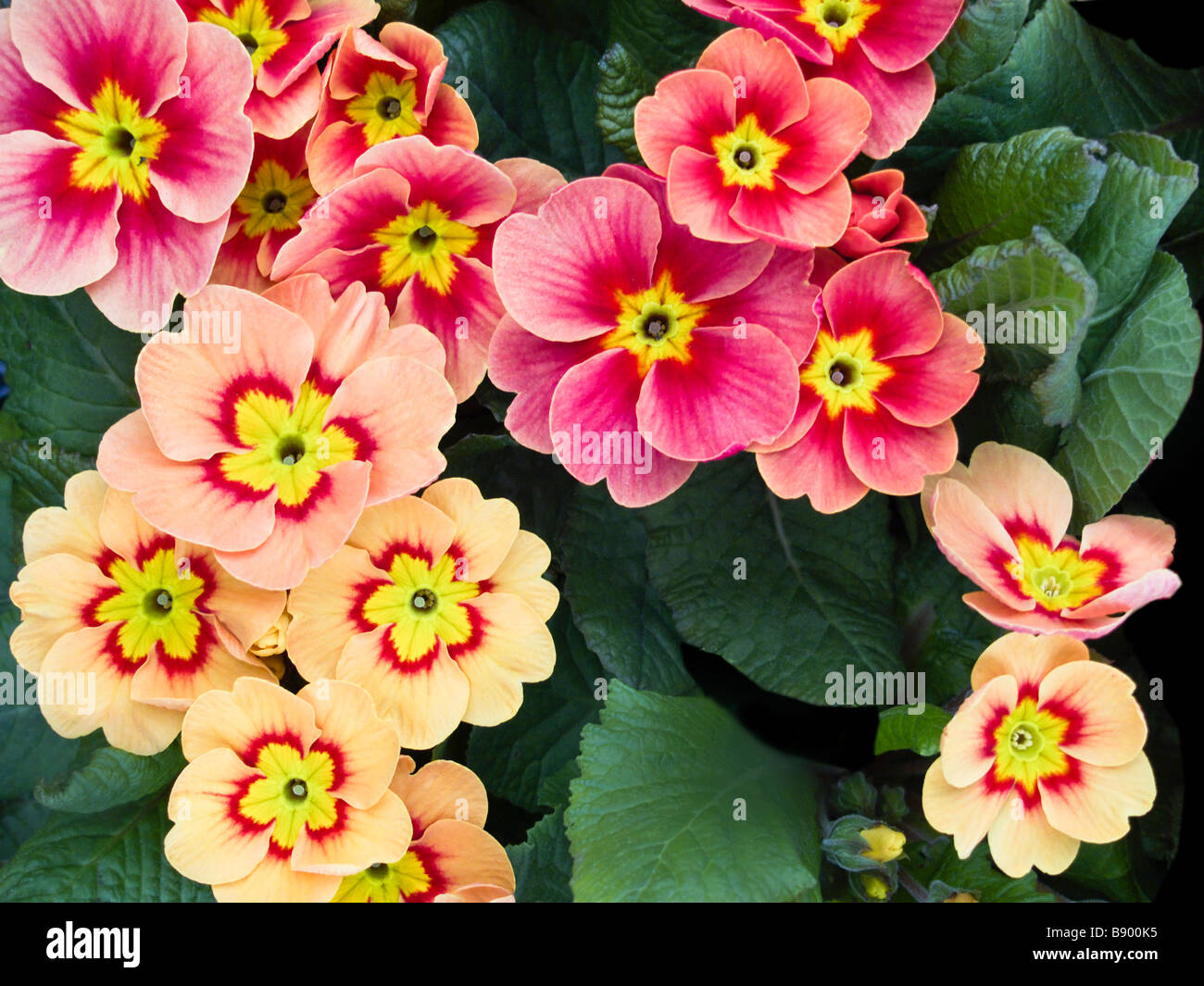 Yellow primrose flowers hi-res stock photography and images - Alamy
