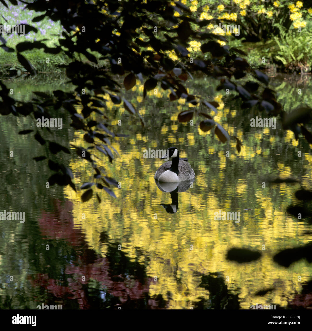 A goose on one of the ponds at Wightwick Manor golden light streaming ...