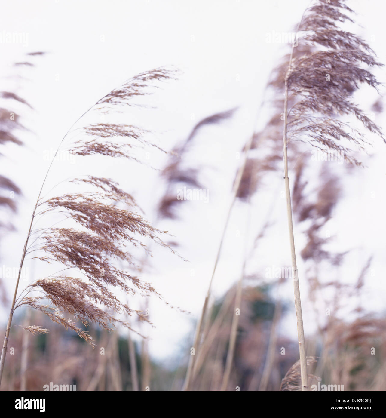 Common reed Phragmites australis winter plumes waving in the breeze at ...