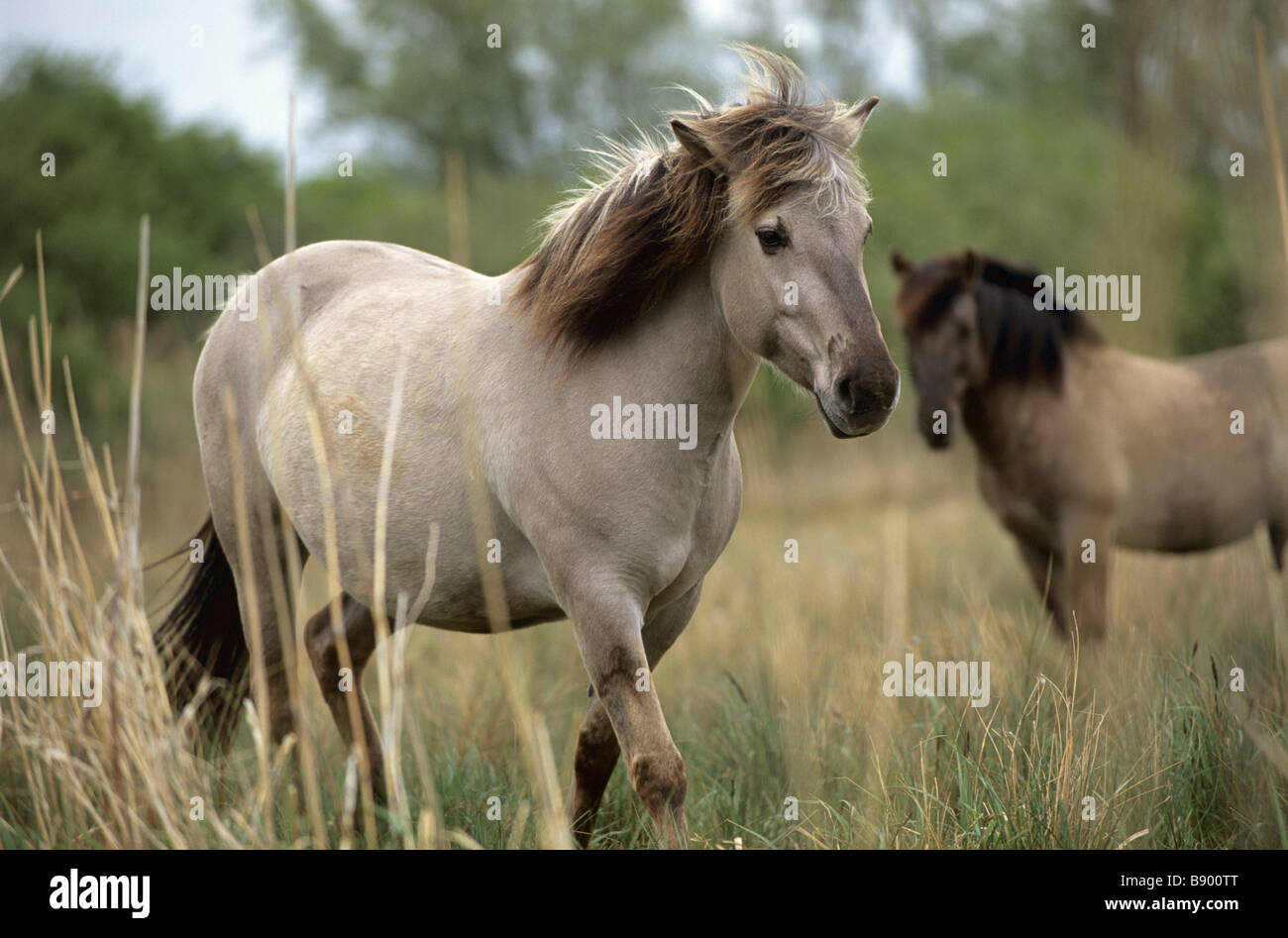 Konik ponies on Wicken Fen The wild horses are used to clear and manage ...