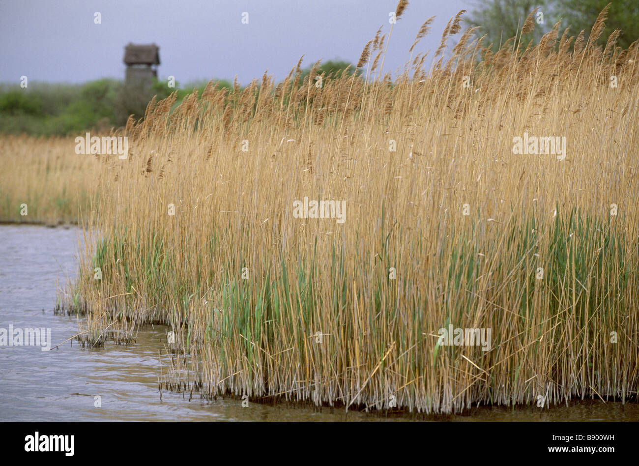 Great fen sedge hi-res stock photography and images - Alamy