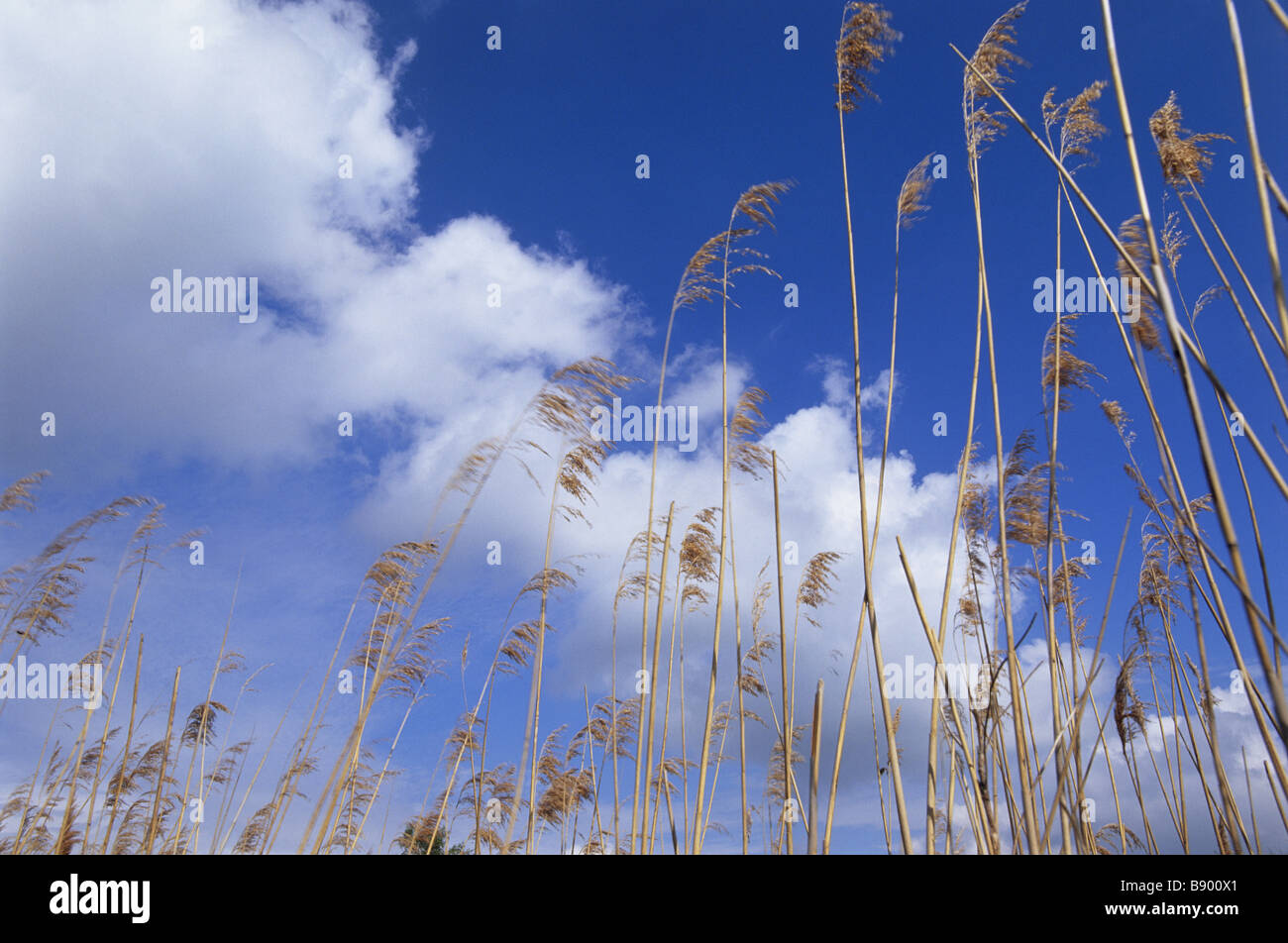 Cambridgeshire wetland fen reeds hi-res stock photography and images ...