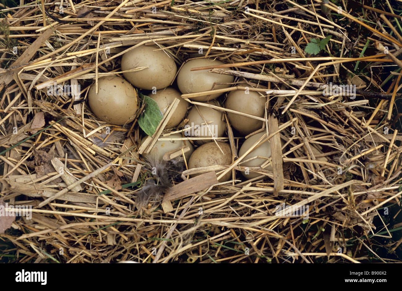 Pheasants nest hi-res stock photography and images - Alamy