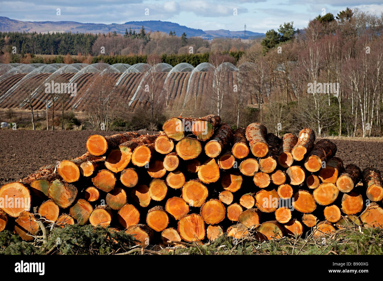 Piles of conifer timber logs, Perthshire, Scotland, UK, Europe Stock ...