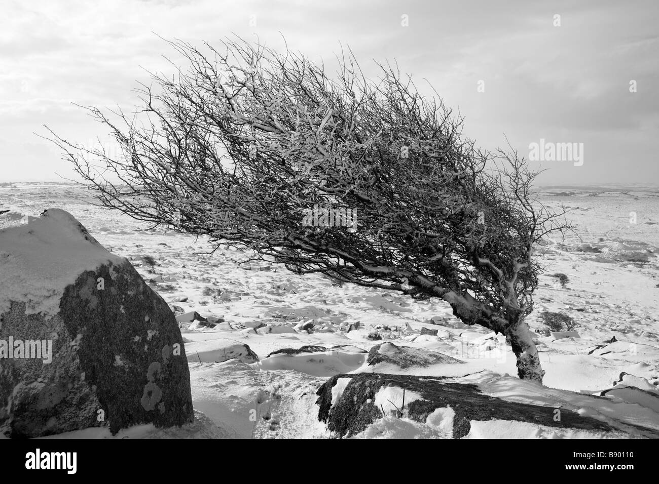 Windswept snow covered tree on Bodmin Moor in black and white Stock ...