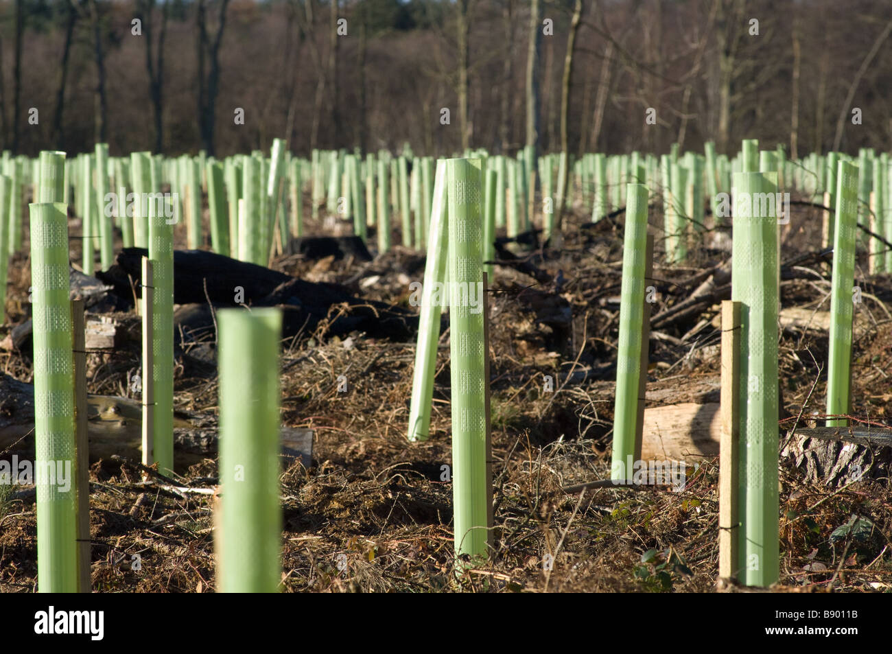 Tree guards hi-res stock photography and images - Alamy