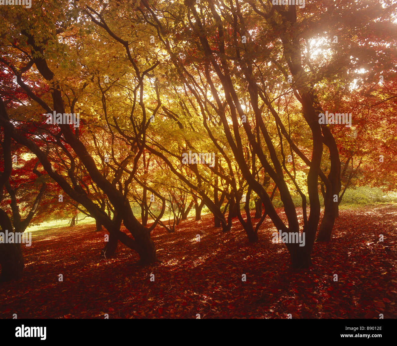 Autumnal colour surrey uk hi-res stock photography and images - Alamy