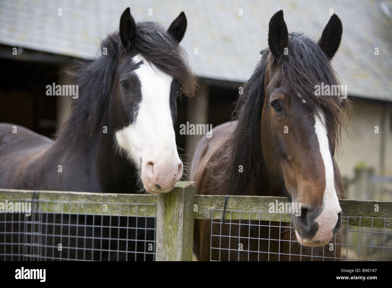Shire horses at Wimpole Home Farm the farm was built in 1794 and is now ...