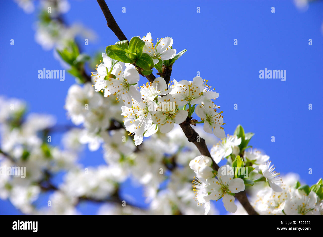 plum tree branch in bloom Stock Photo - Alamy