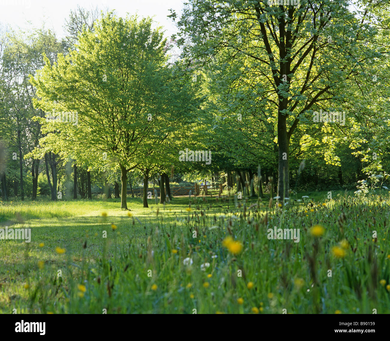 Whipsnade Tree Cathedral in Bedfordshire, created following the First ...