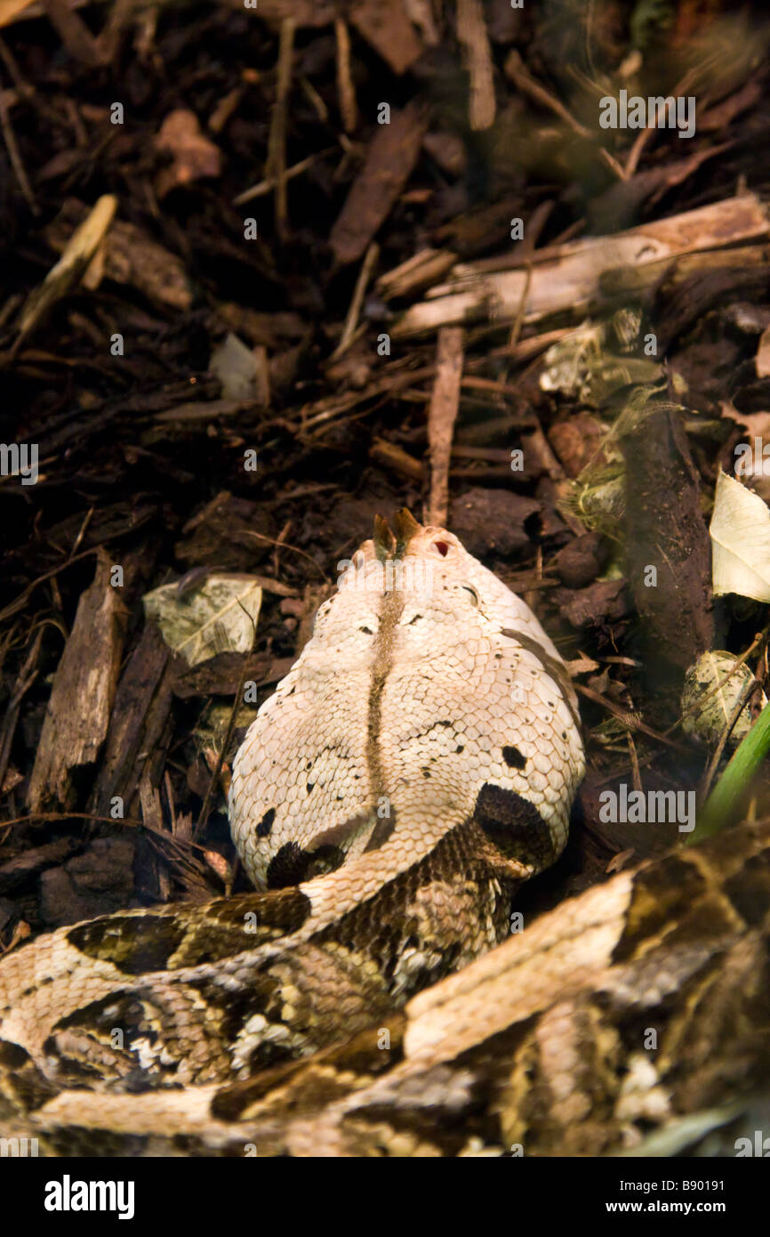 Viper head hi-res stock photography and images - Alamy
