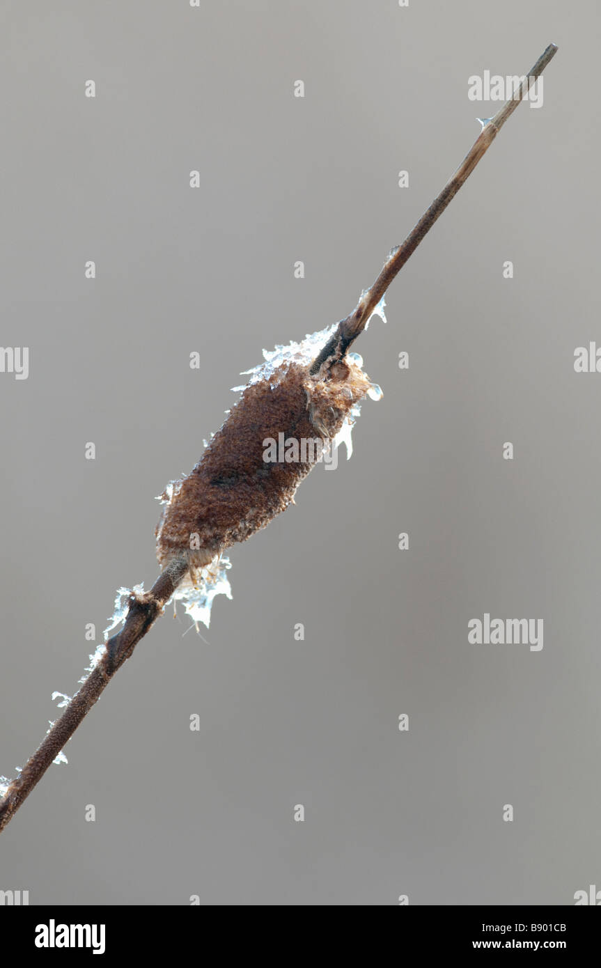 Reedmace typha latifolia hi-res stock photography and images - Alamy