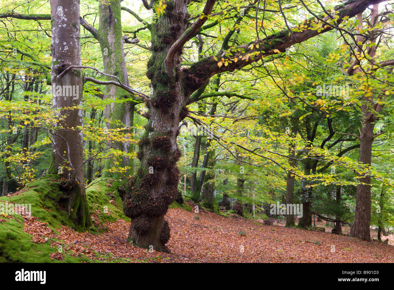 Autumn colours in Horner Wood Exmoor National Park Somerset England ...